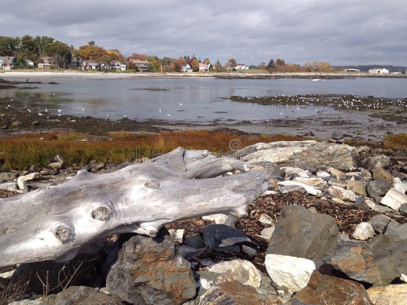 Large driftwood stock image. Image of driftwood, weathered - 46323745