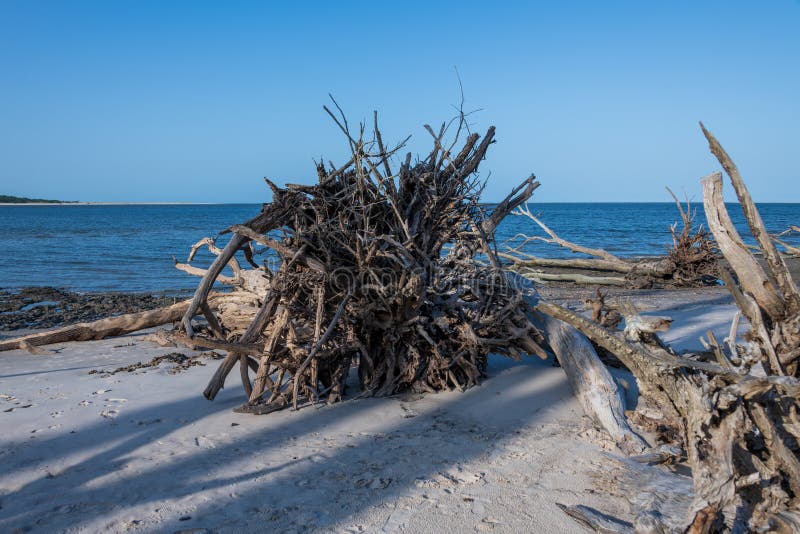 Large Driftwood on Secluded Florida Beach Stock Photo - Image of ...