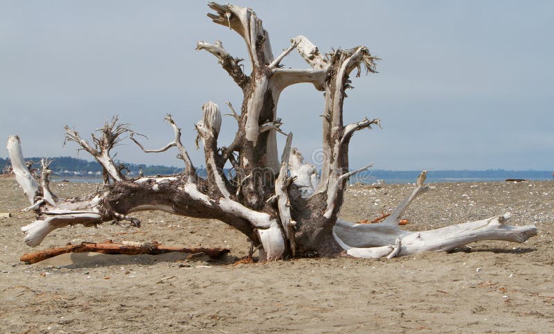 Large Driftwood tree stock image. Image of barren, drift - 15501135