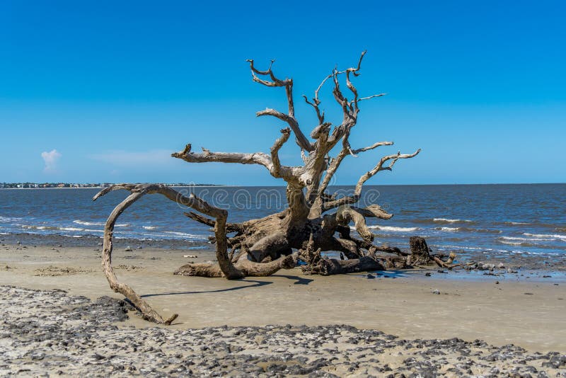 Large Driftwood Tree on Beach Stock Photo - Image of vacation, tree ...