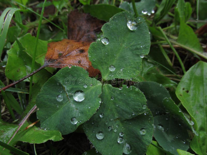 Large Drops of Dew on the Grass. Stock Image - Image of early, leaves ...