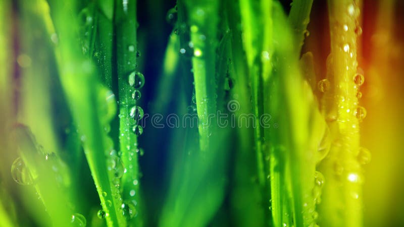 Large Drops of Dew on Green Grass. Colorful Background. Macro View ...