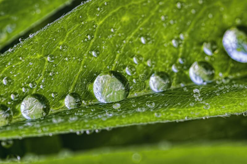 Large drops of a rain stock photo. Image of green, surface - 101032196