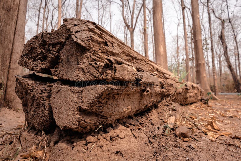 Large dry timber stock image. Image of background, nature - 148979847