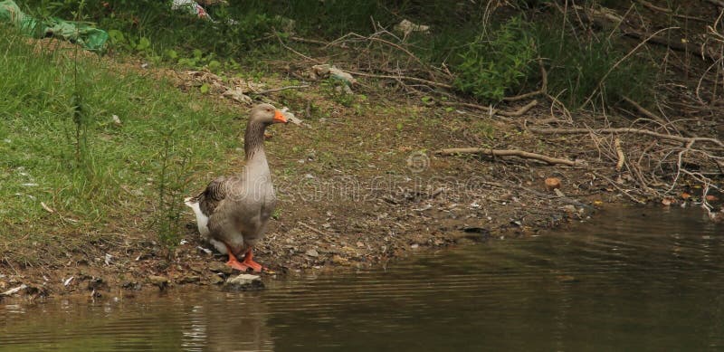 Large Duck on Shore Looking at the River Stock Photo - Image of lake ...
