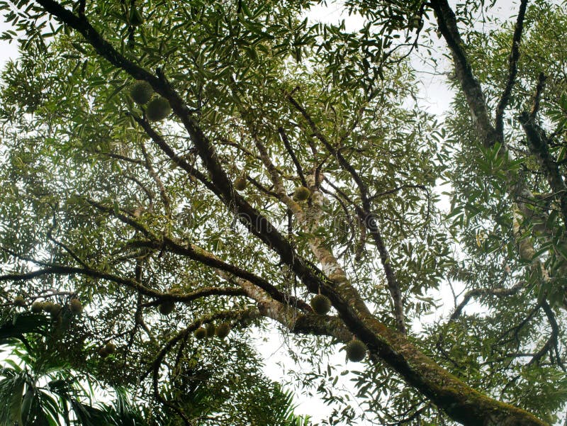 Large Durian Fruit Tree in the Forest Stock Image - Image of ...