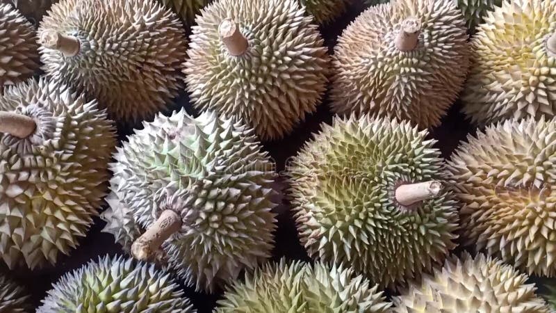 Large Durians stock video. Video of harvest, area, food - 268493699