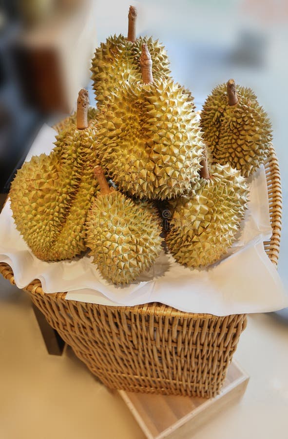 Exotic durians, Thailand stock photo. Image of durians - 81602206