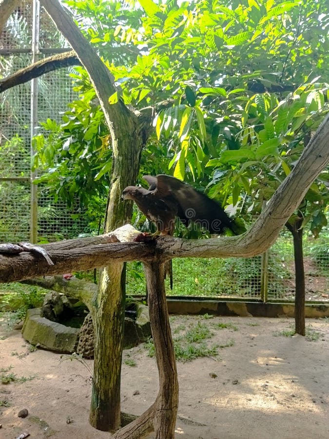 A Large Eagle Bird Perches on a Sturdy Tree Branch within a Cage. Stock ...