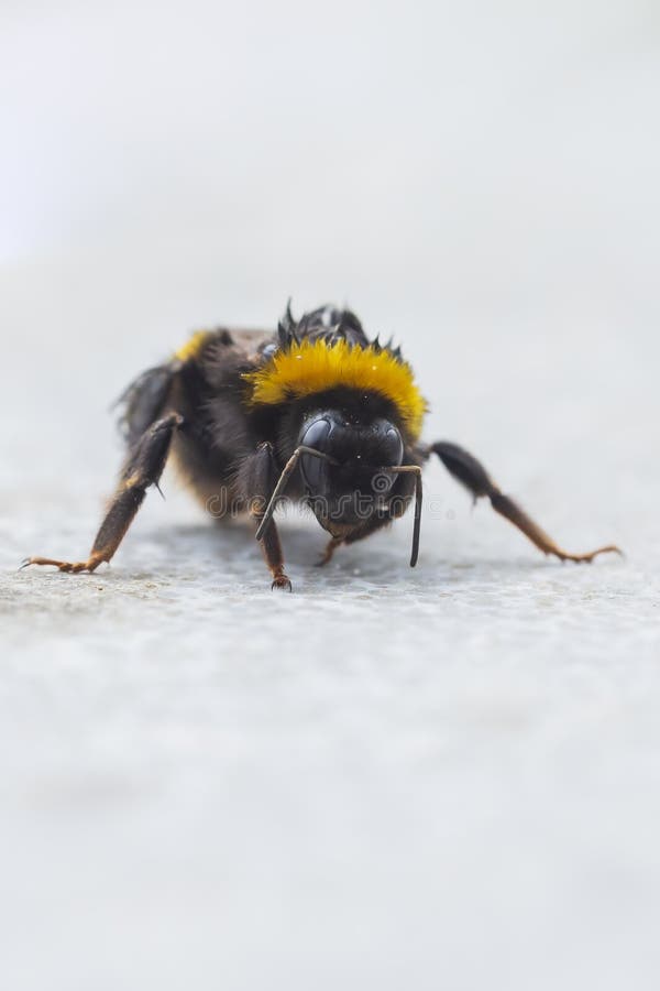 Large Earth Bumblebee Bombus Terrestris Closeup Stock Photo - Image of ...