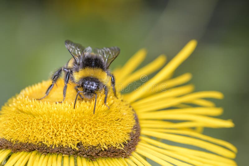 Large Earth Bumblebee Pollinates Inula Magnifica Stock Image - Image of ...