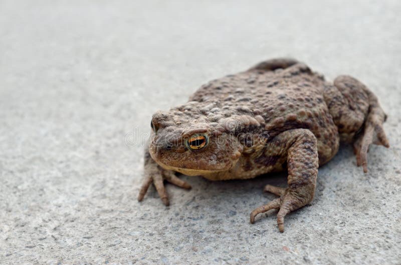Large Earth Toad Sits on a Concrete Road Stock Image - Image of large ...