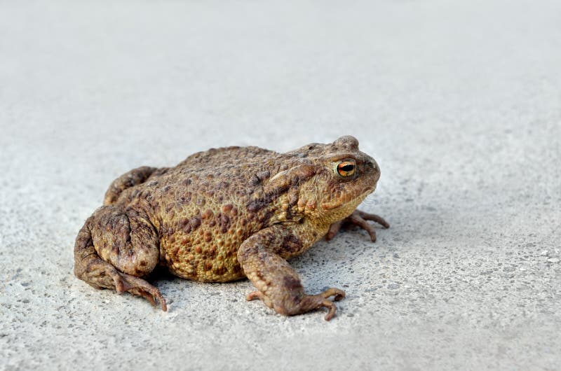 Large Earth Toad Sits on a Concrete Road Stock Photo - Image of ...