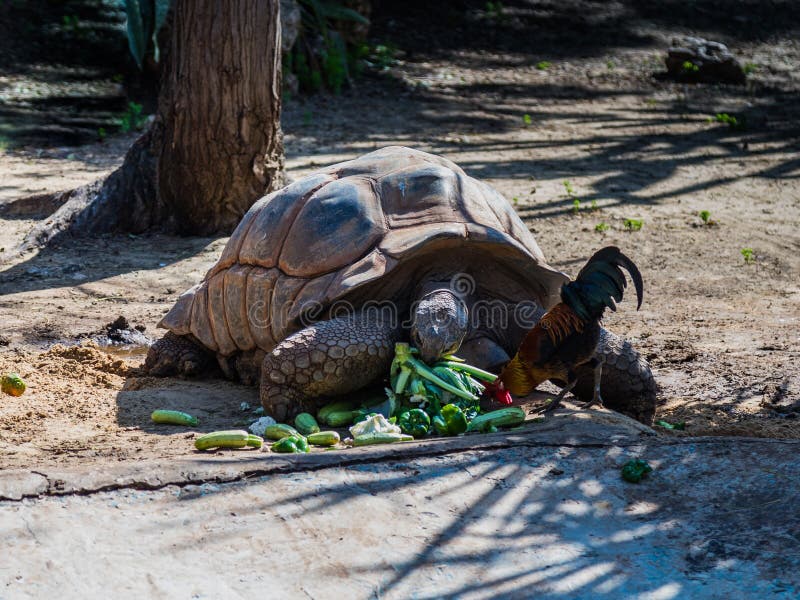 A Large Earthen Turtle Eats Vegetables Scattered on the Ground Stock ...