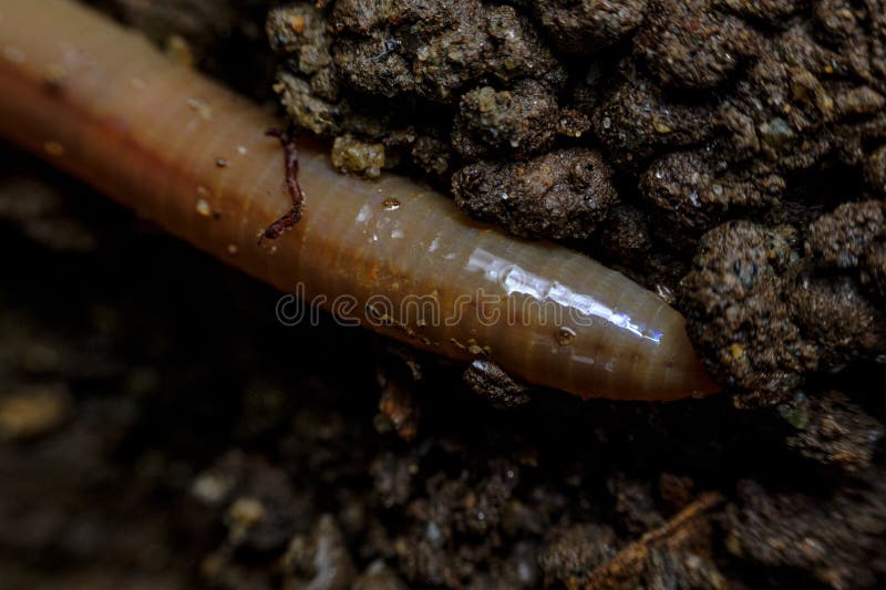 Large Earthworm Macro stock image. Image of macro, nature - 236169289