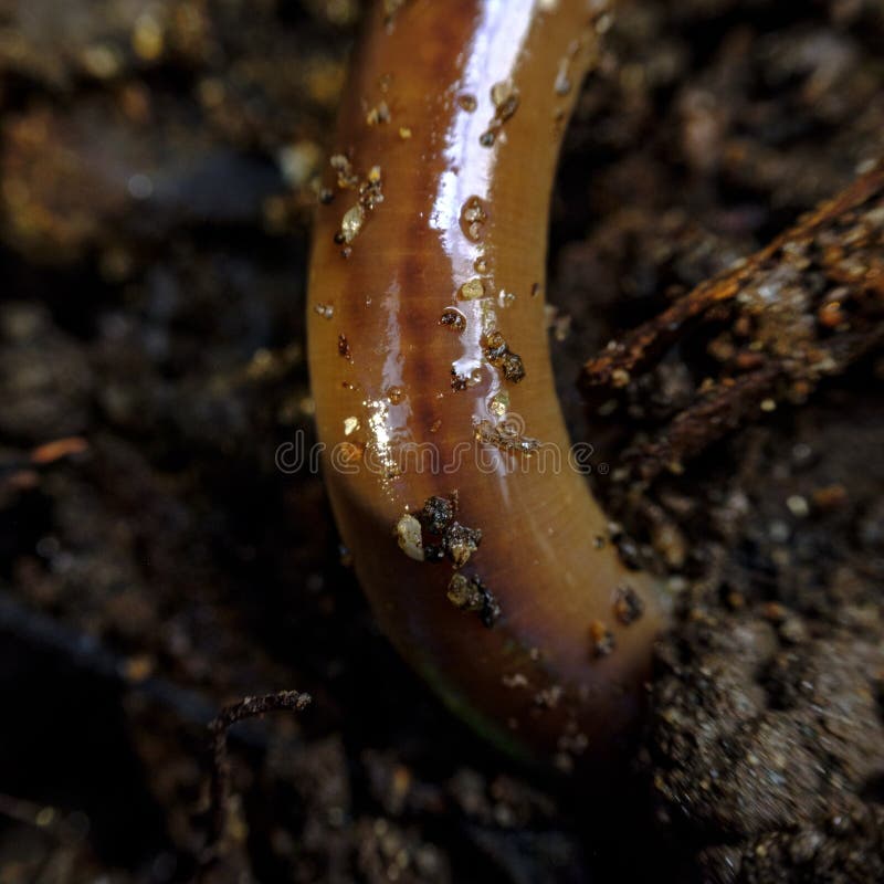 Large Earthworm Macro stock photo. Image of earth, invertebrate - 236169306