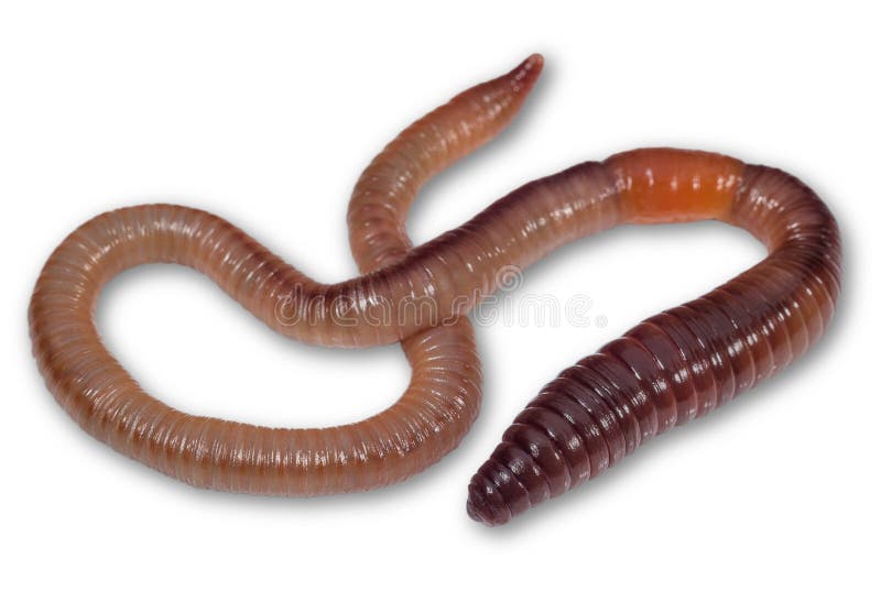Wriggling Earthworm on White Background Stock Image - Image of ...