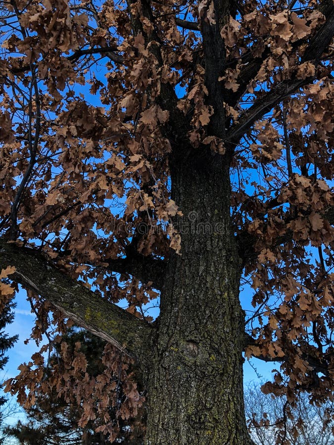 9+ Large oak tree winter Free Stock Photos - StockFreeImages