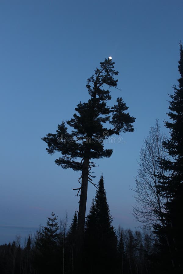 White Pine Tree with a Full Moon at the Top Stock Image - Image of ...