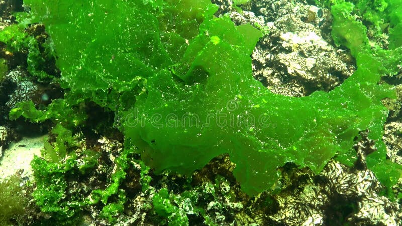 Large Edible Green Algae Ulva (Enteromorpha) Lactuca Grows Unattached ...