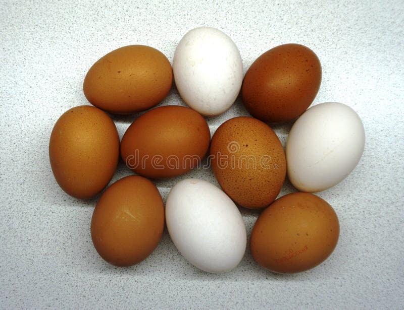 Large eggs stock image. Image of laying, shell, large - 144563655