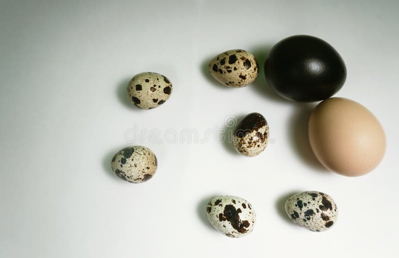 Large eggs and small eggs stock image. Image of abundance - 212671671