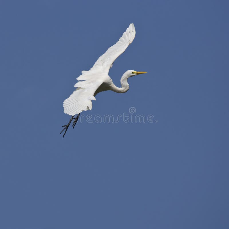 Large egret bird flying stock image. Image of areas, pretty - 38156367