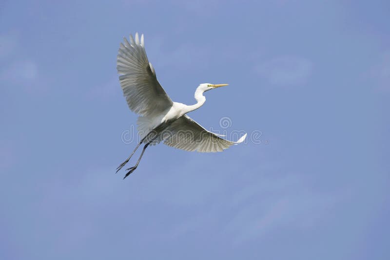 Large egret bird flying stock image. Image of dynamic - 38156535