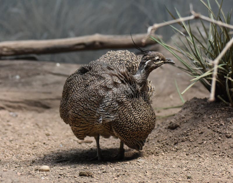 Large Elegant Crested Tinamou Bird with Ruffled Feathers Stock Photo ...