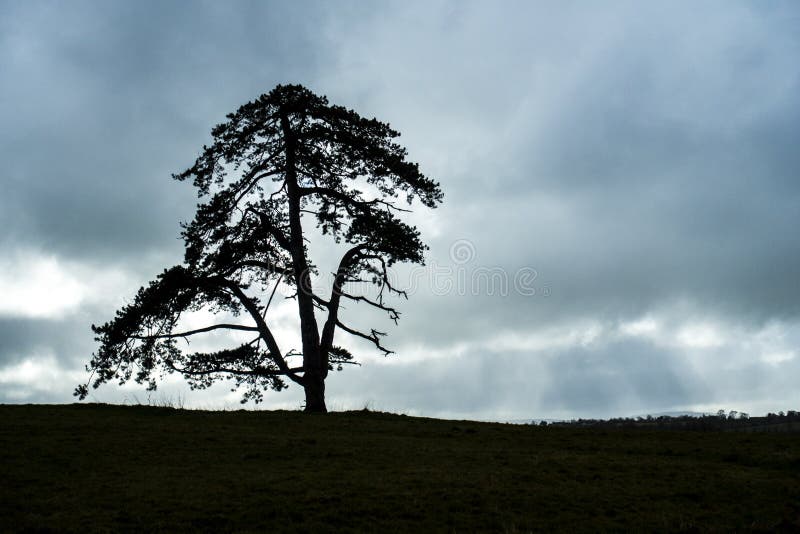 Large Elegant Tree with Negative Space Stock Image - Image of alone ...
