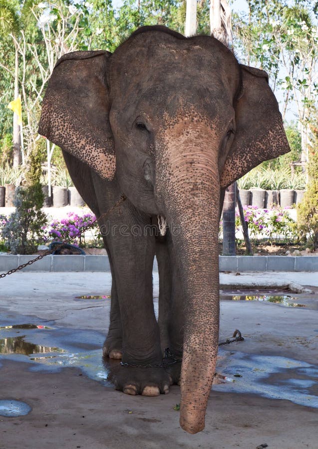 A large elephant stock image. Image of overweight, safari - 22730327