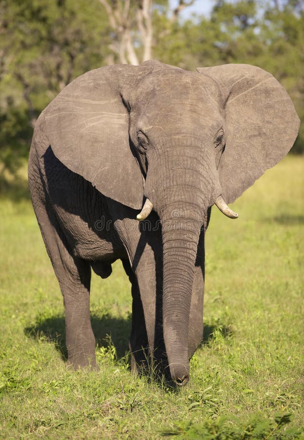 Large elephant bull stock image. Image of trunk, grey - 10236953