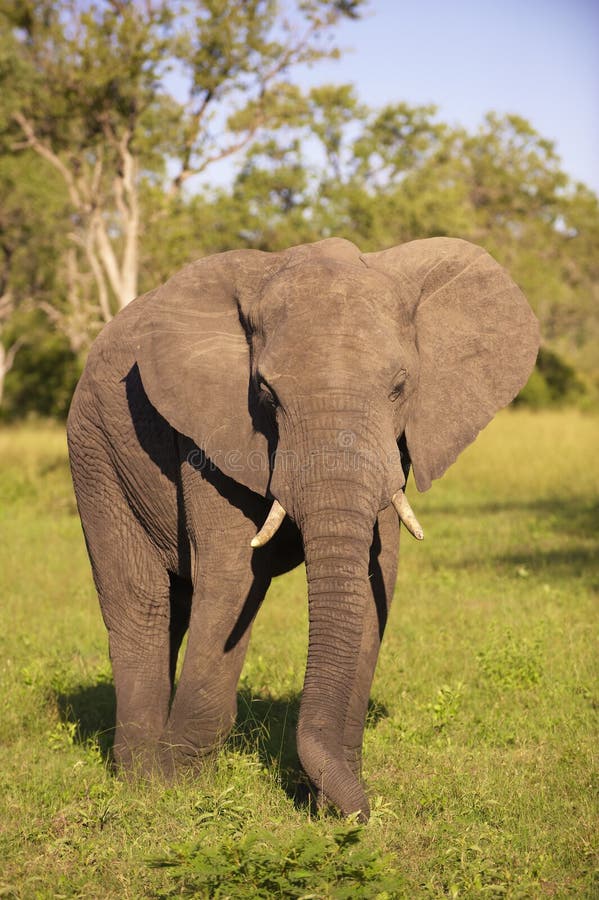 Large elephant bull stock image. Image of outdoors, large - 10397545