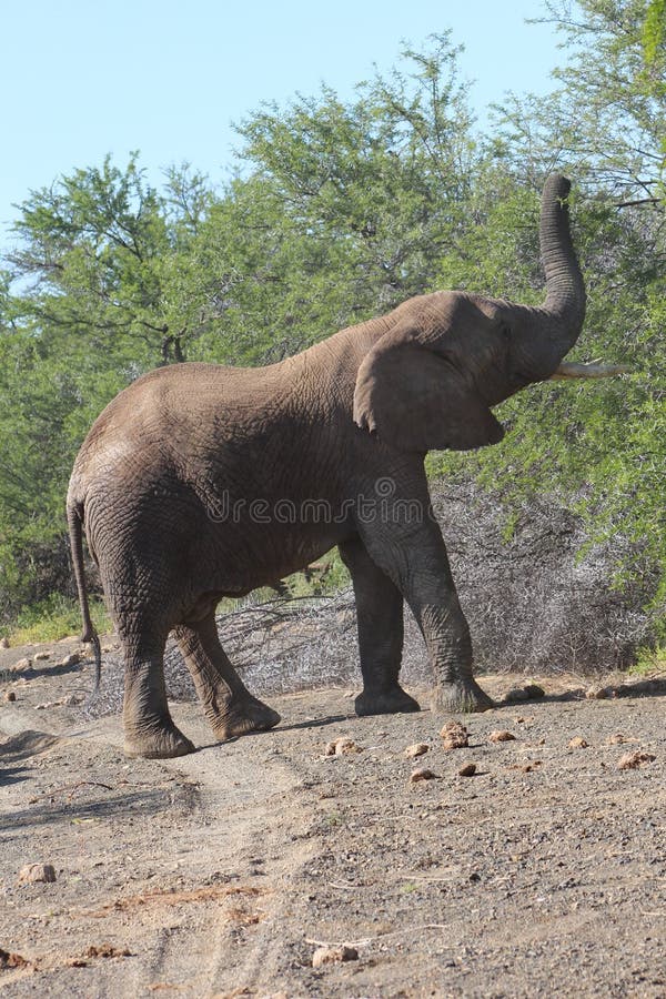 Large Elephant Eating Leaves from the Tree Stock Photo - Image of leaf ...