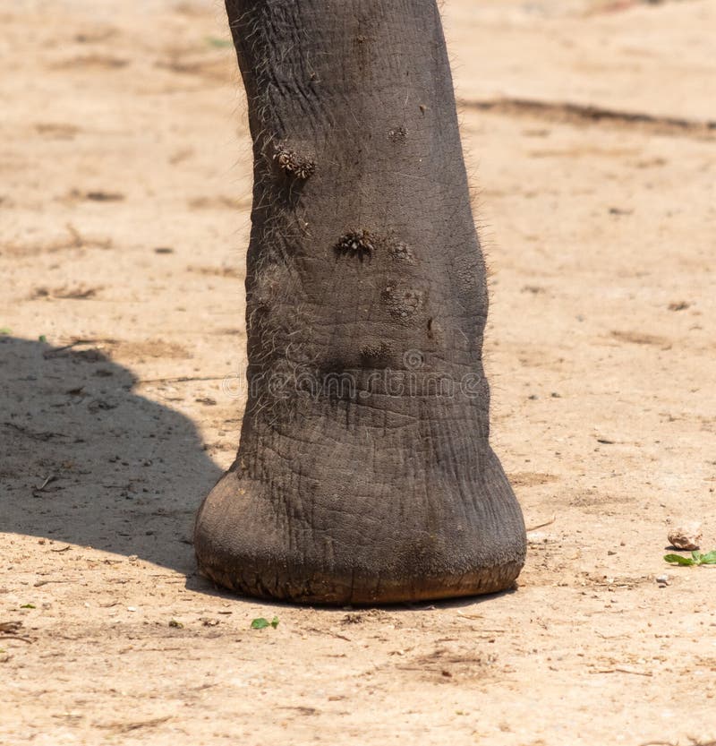 Large Elephant Feet Close Up Stock Photo - Image of thailand, pattern ...