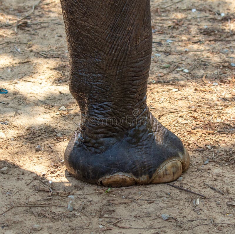 Large Elephant Feet Close Up Stock Image - Image of detail, nail: 320131265