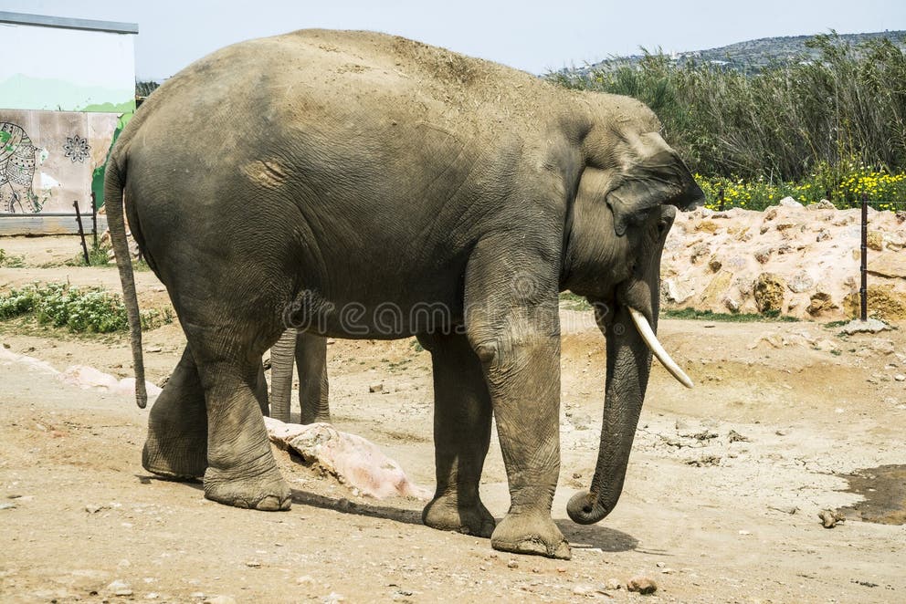 Large Elephant in Greek Zoo Stock Image - Image of greek, parko: 376865233