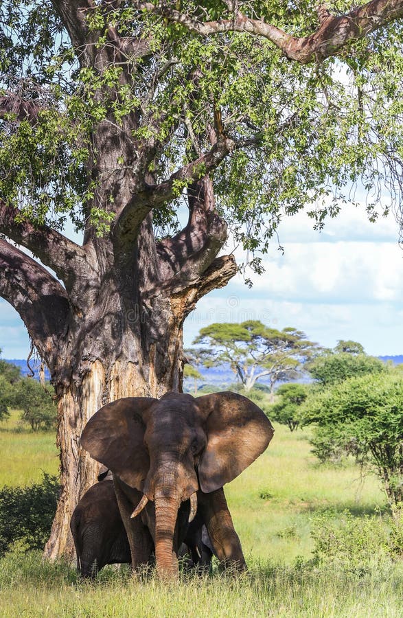 Large Elephant Under Tree with Ears Open in Defence Stock Photo - Image ...