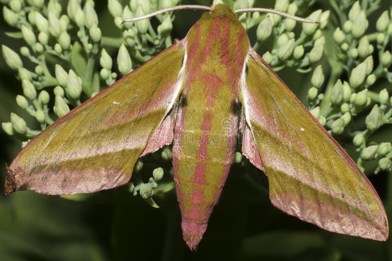 Large Elephant Hawk Moth / Deilephila Elpenor Stock Image - Image of ...