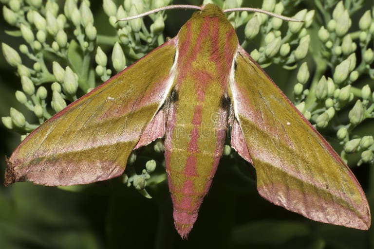Large Elephant Hawk Moth / Deilephila Elpenor Stock Image - Image of ...
