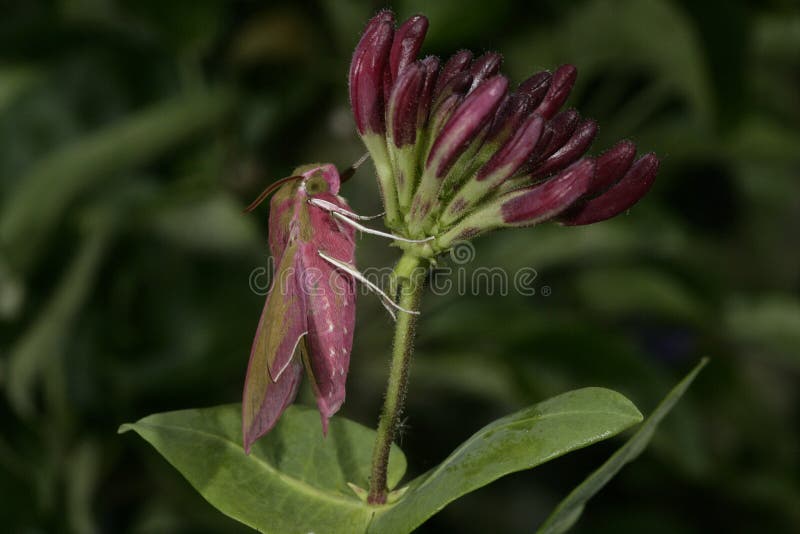 Large Elephant Hawk Moth, Deilephila Elpenor Stock Image - Image of ...