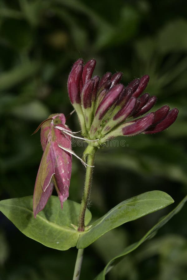 Large Elephant Hawk Moth, Deilephila Elpenor Stock Photo - Image of ...