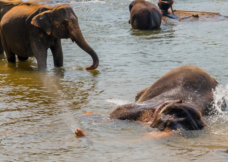 Large Elephant Herd, Asian Elephants Spring Swimming Playing and Stock ...