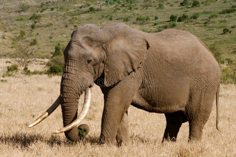 Large elephant stock photo. Image of wildlife, elephant - 32478304