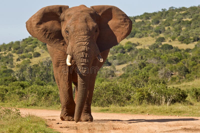 Elephant Approaching Isolated Stock Photo - Image of mammal, endangered ...