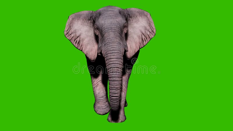 Large Elephant Walking on the Ground in Front of Green Screen. Seamless ...