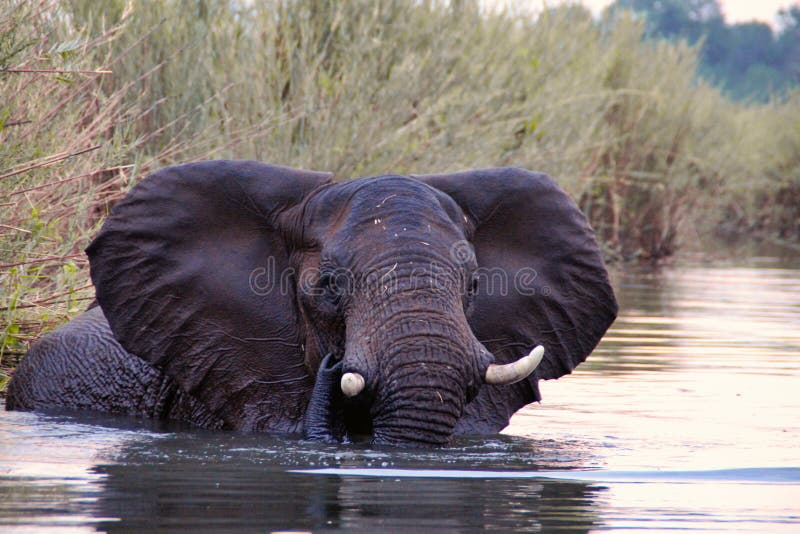 Large elephant in a water stock photo. Image of mammal - 234440948