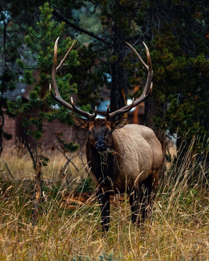 Large Elk with Antlers Staring at Camera As it Eats Foliage and Grass ...