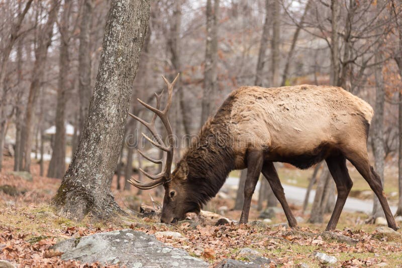 Large Elk stock photo. Image of odocoileus, countryside - 46701912