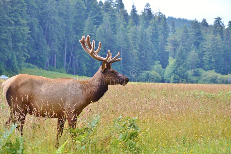 Large Elk in Colorado stock image. Image of horn, mammal - 254865019